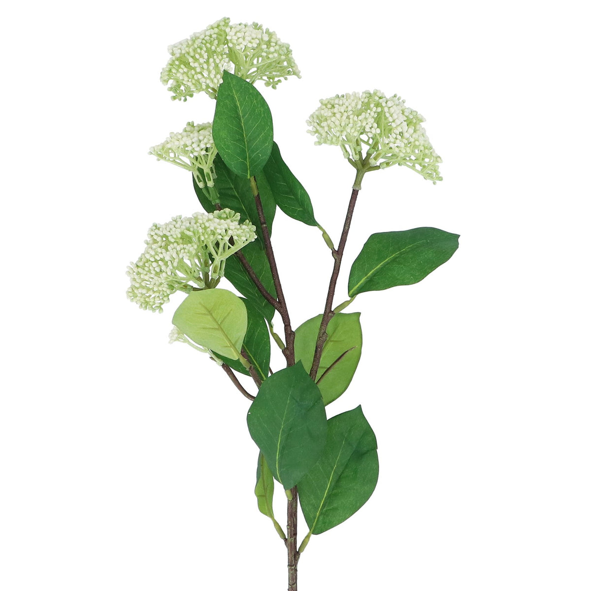 White Elderflower Spray - - Liv's Solihull