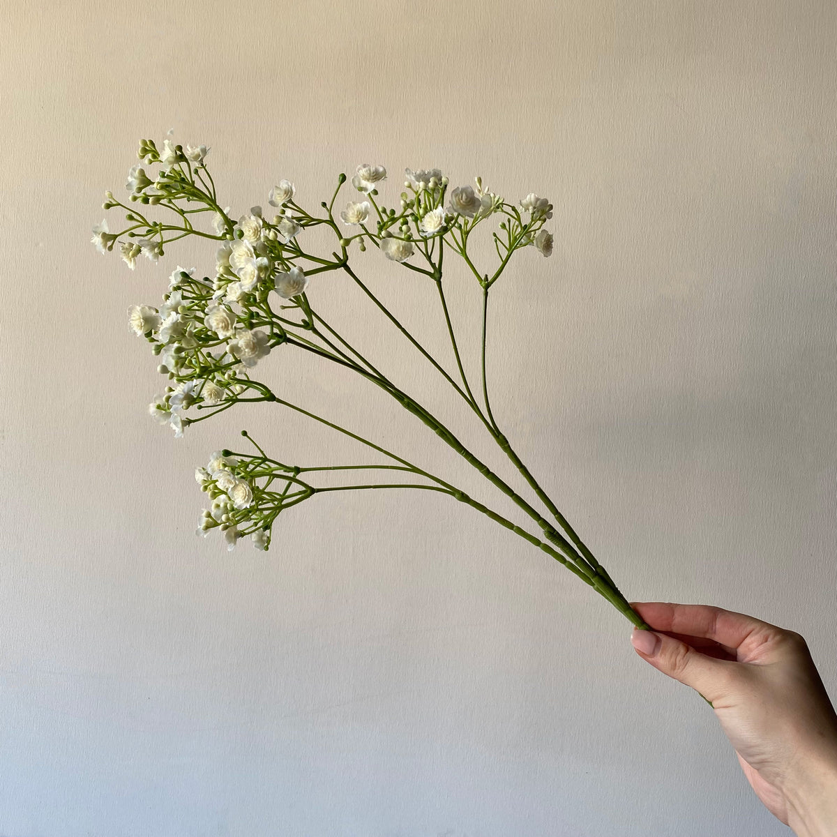 Stem - White Gypsophilia, 70cm - - Liv's Solihull