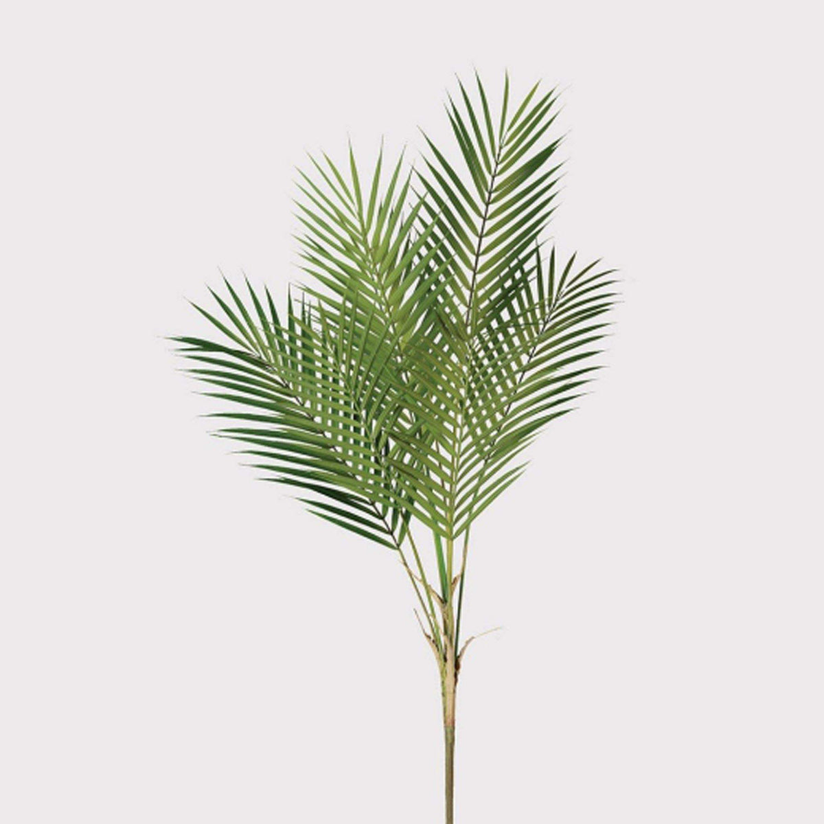Green Palm Bush Stem - - Liv's Solihull